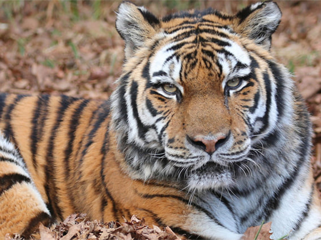 【新宿発】日帰りバスツアー特集 人気観光地へお得に｜バス市場